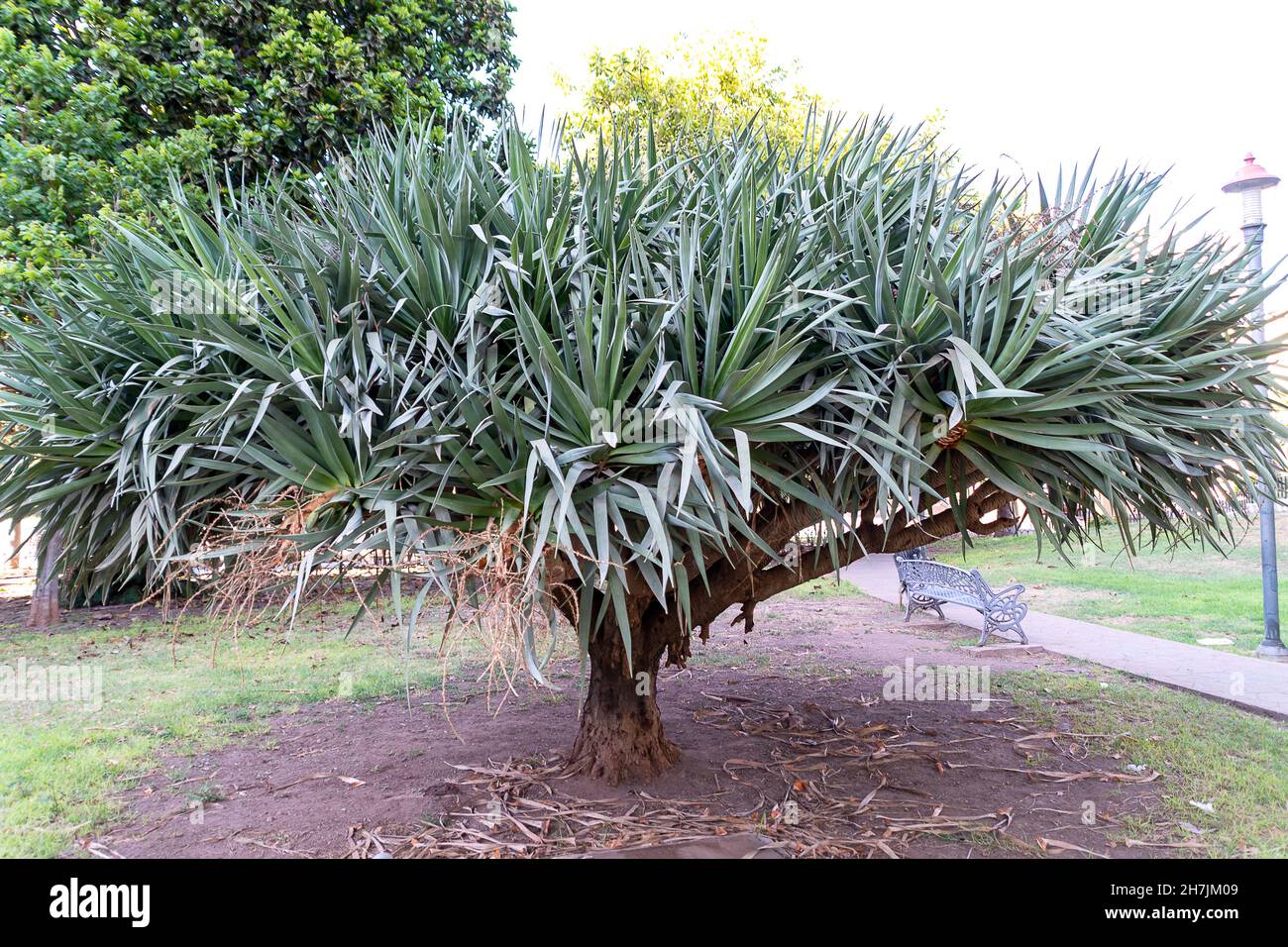 Dracaena draco. Drago canario Stock Photo - Alamy