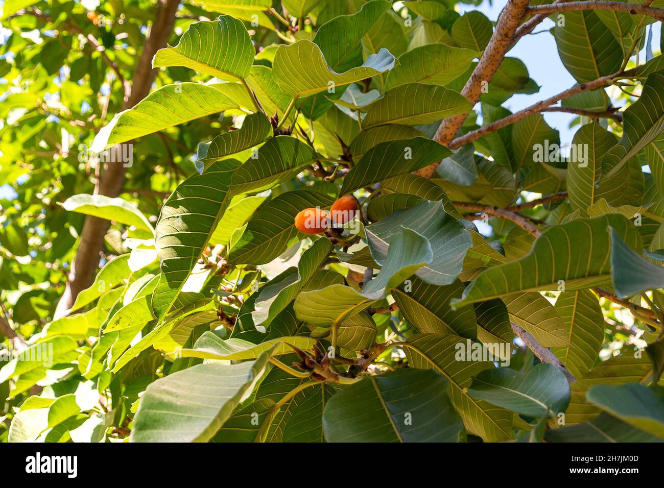 Brown Woolly Fig High Resolution Stock Photography and Images - Alamy