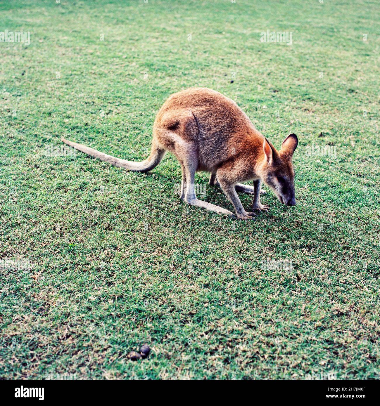 Golden Wallabies South Stradbrooke island, Queensland, Australia Stock ...