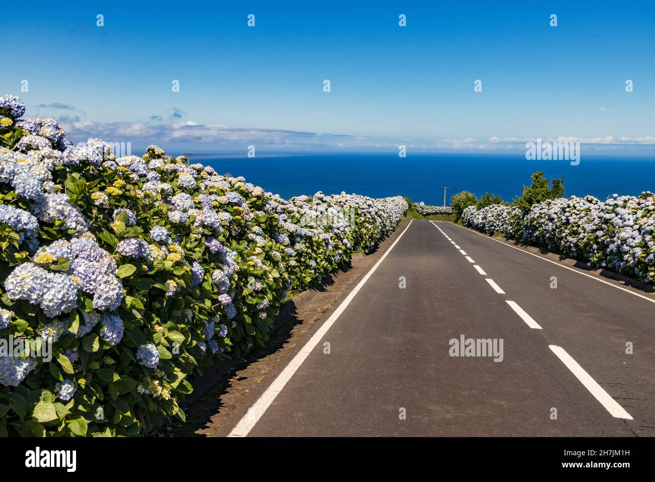 A lonely road on the Portuguese island of Flores in the Azores is lined ...