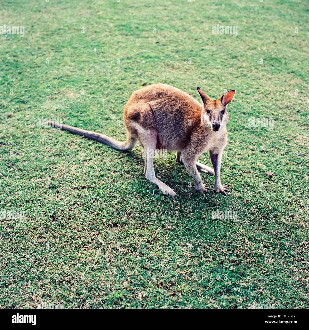 Golden wallabies hi-res stock photography and images - Alamy