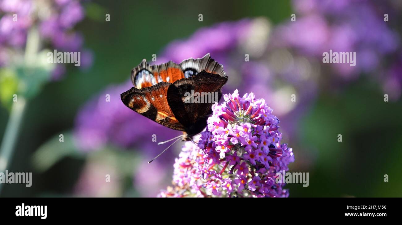 Bright, beautiful butterfly with translucent wings by the sunlight. It ...