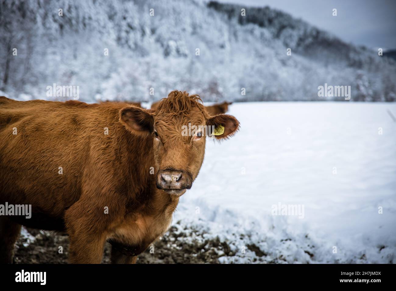 High quality cow hi-res stock photography and images - Alamy