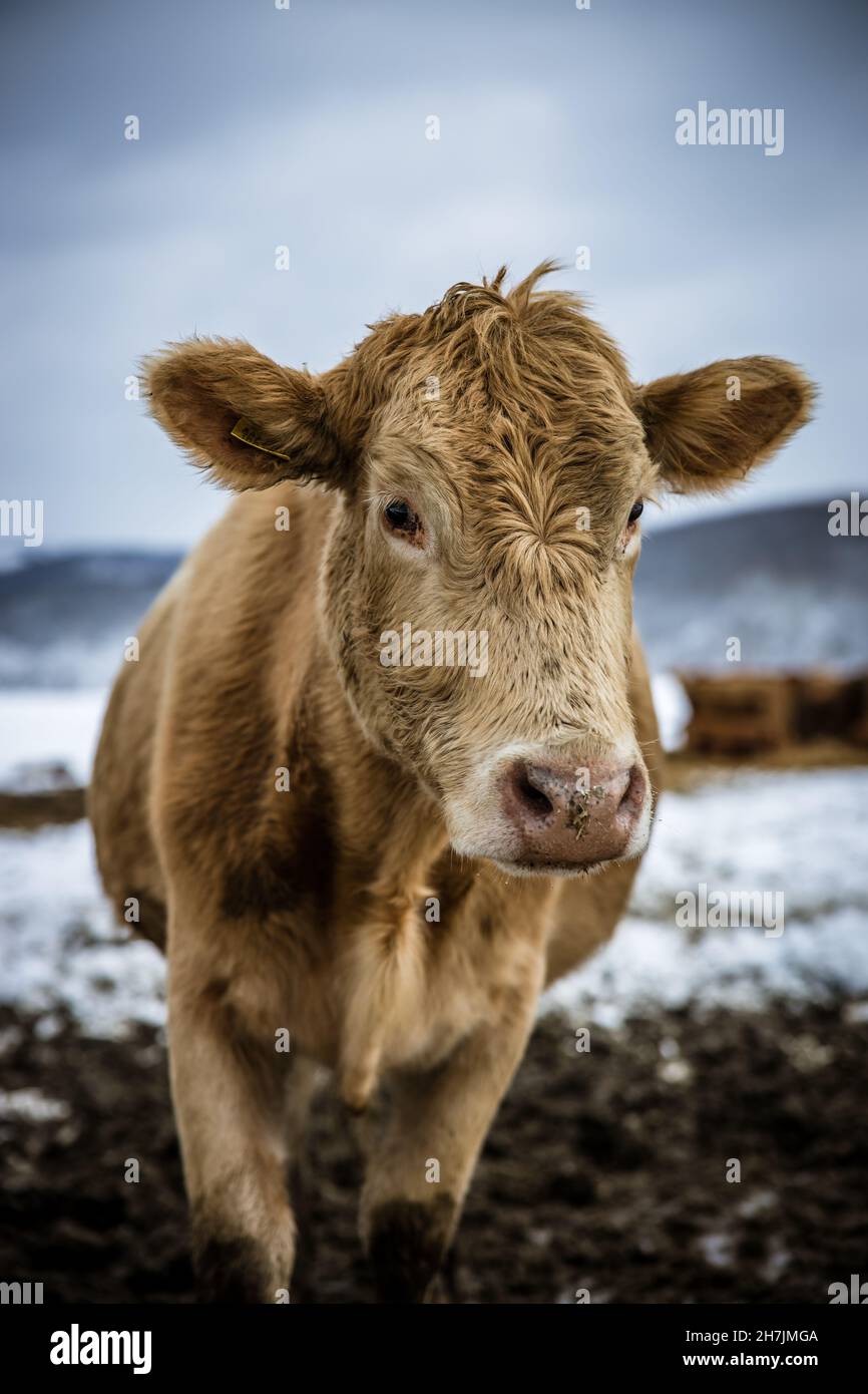 Grey cow standing outdoors in a winter pasture in the day. Cow looking ...