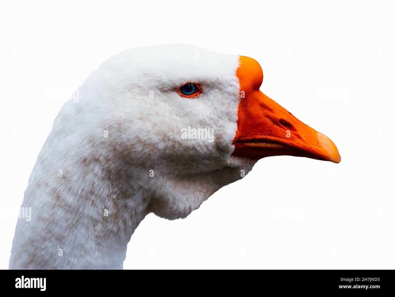 Funny goose hi-res stock photography and images - Alamy
