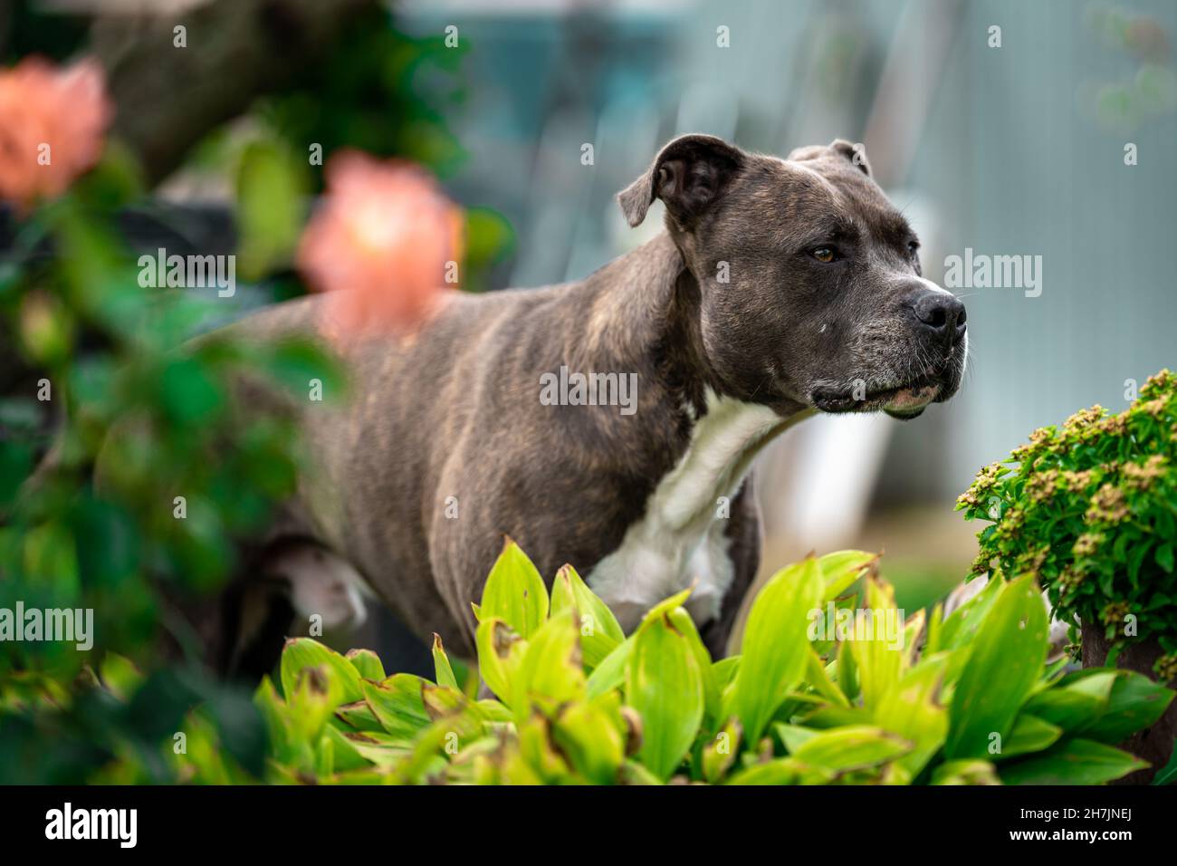 pitbull playing in the garden of a family house Stock Photo - Alamy