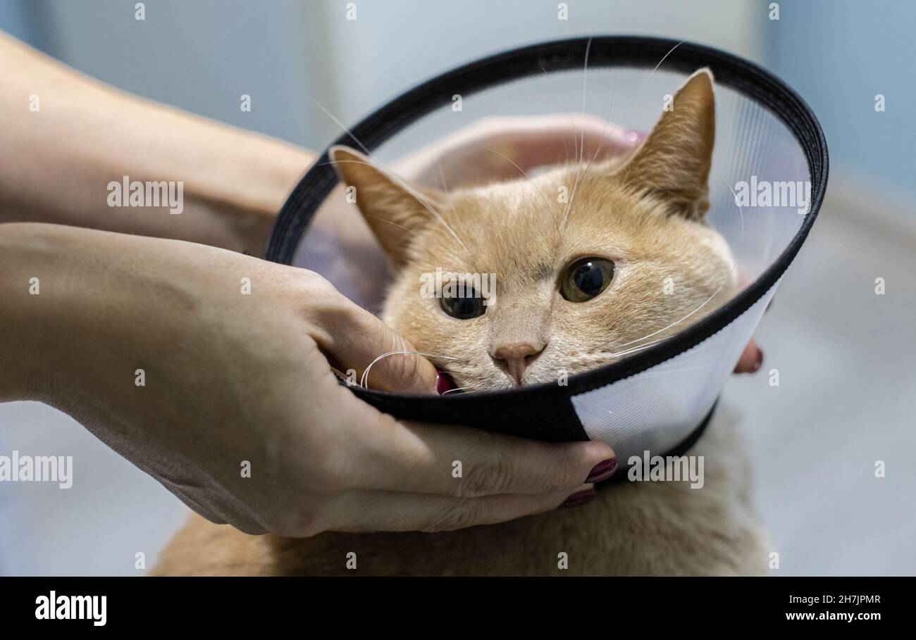 Transparent collar hi-res stock photography and images - Alamy