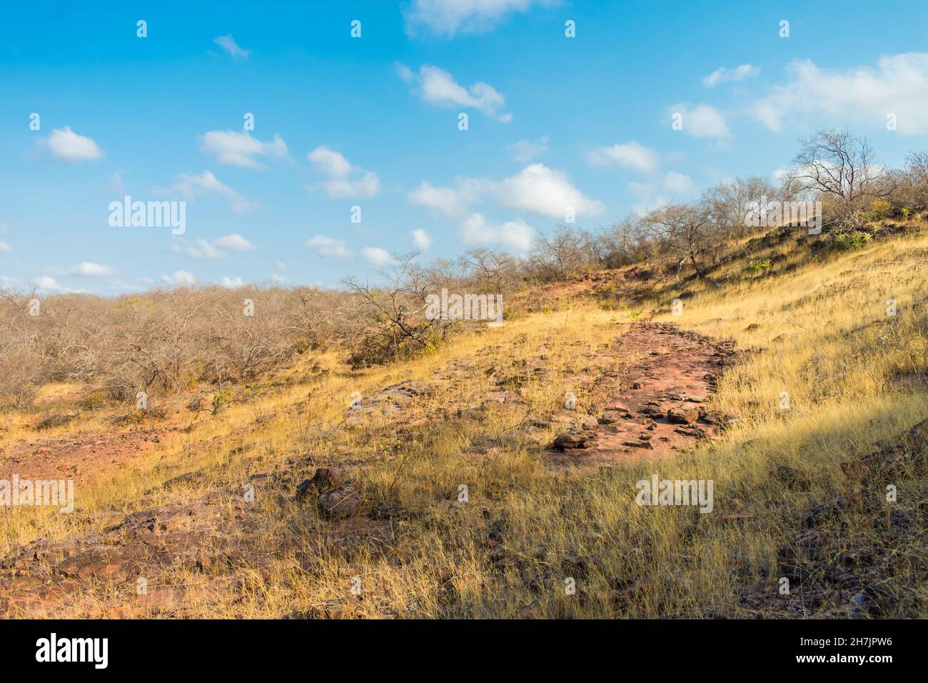 A view of the caatinga landscape in the peak of the dry season - Oeiras ...