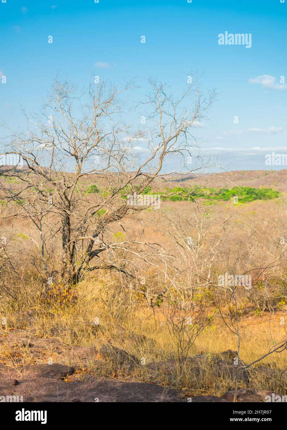 Dry thorn forest hi-res stock photography and images - Alamy