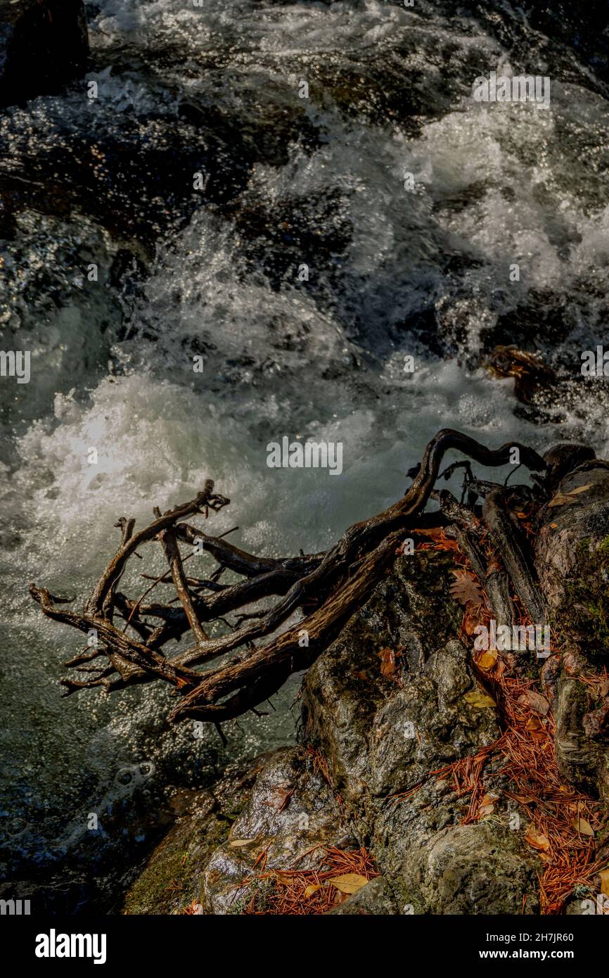 Tree root in foreground over wild stream in background Stock Photo - Alamy