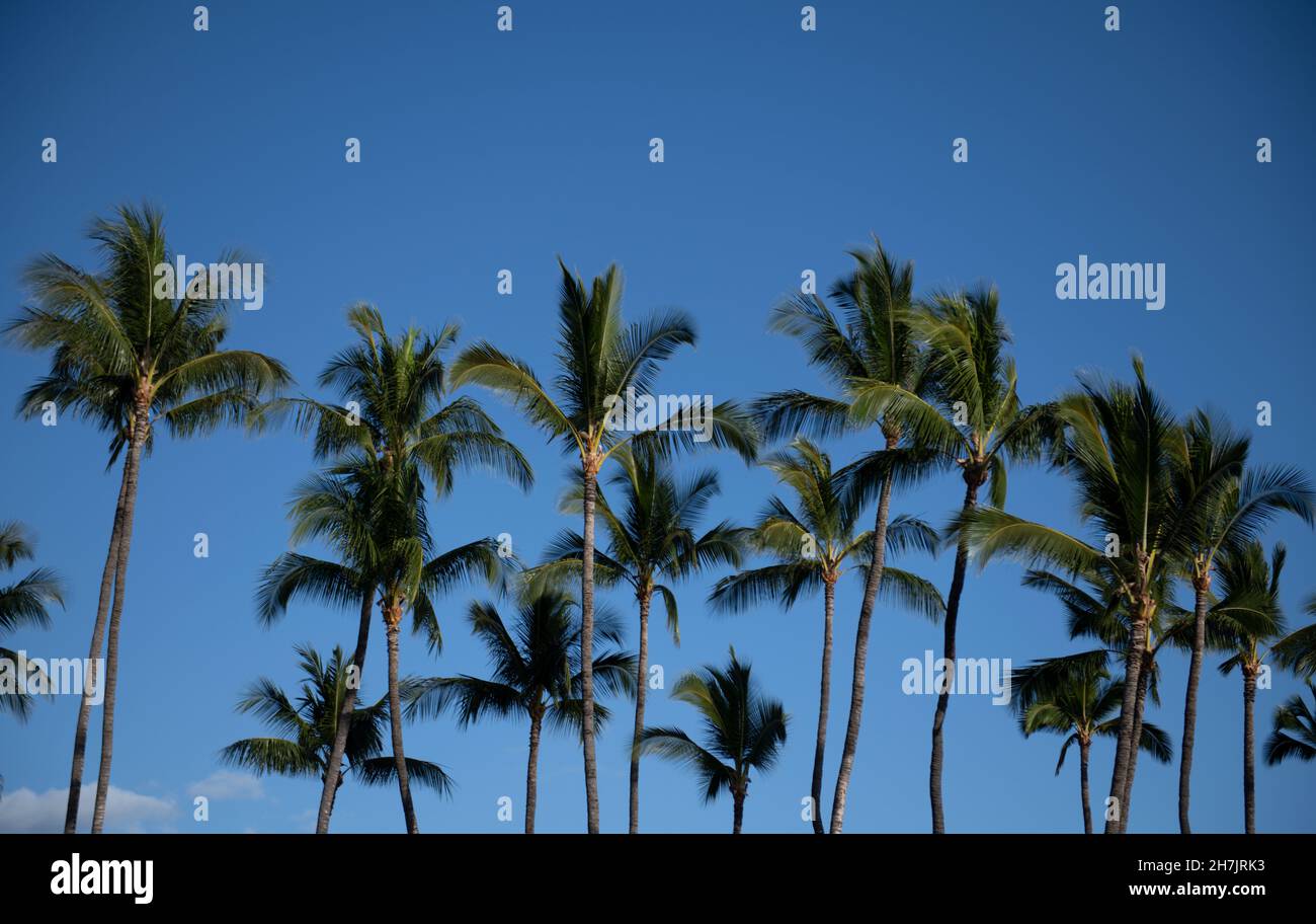 Coconut palm trees, beautiful tropical texture with sun light on sky ...