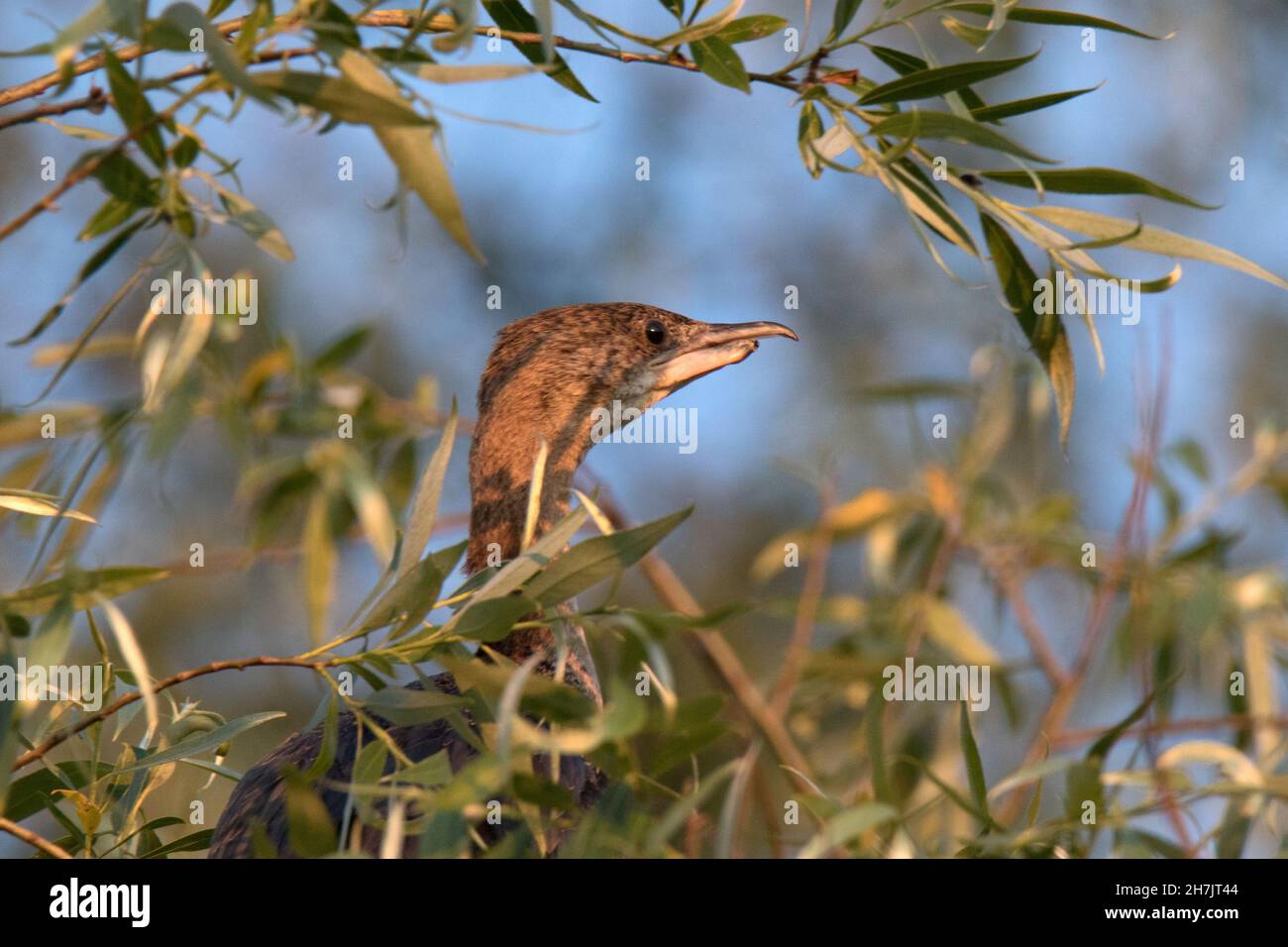 Pygmy cormorant (Microcarbo pygmaeus Stock Photo - Alamy