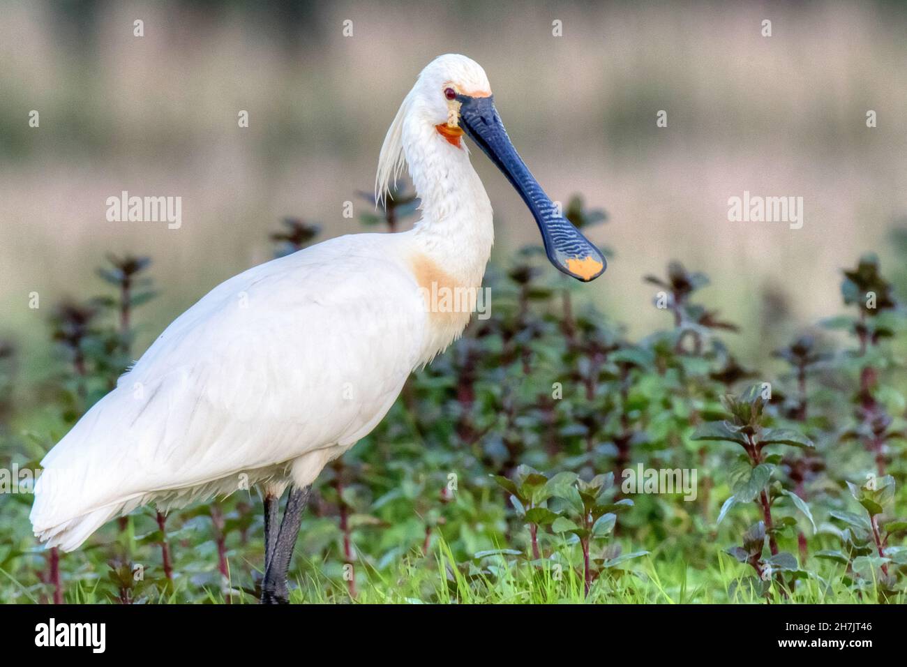 Eurasian spoonbill (Platalea leucorodia Stock Photo - Alamy