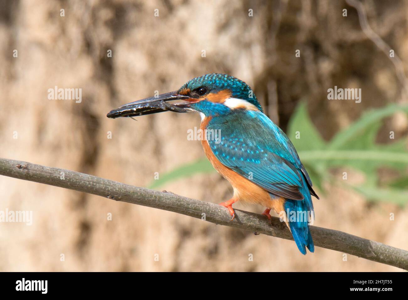 Common kingfisher (Alcedo atthis Stock Photo - Alamy