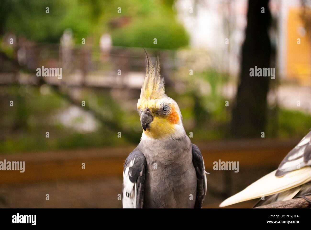 Beautiful grey and yellow parakeet bird posing Stock Photo - Alamy