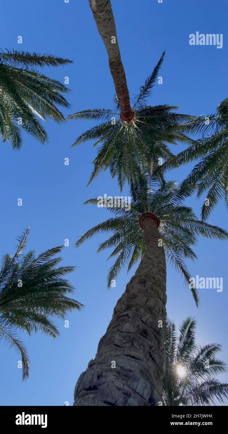 A back view of palm trees Stock Photo - Alamy