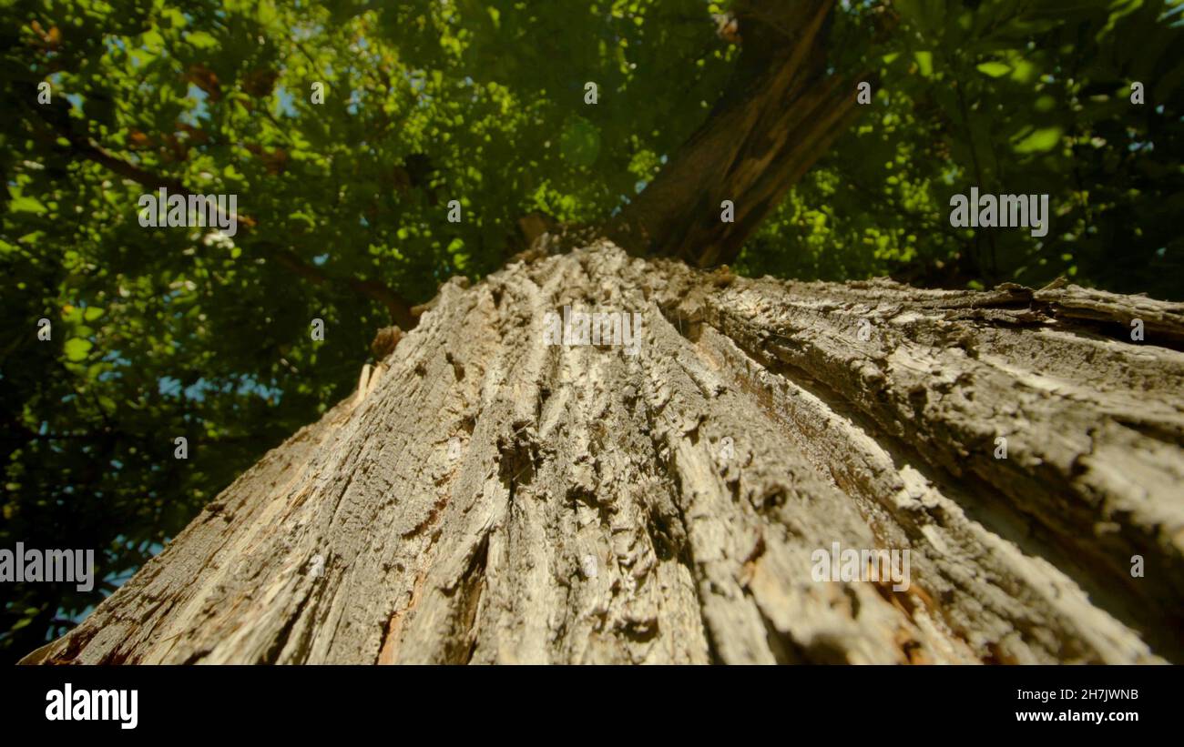 A focus on a tree trunk Stock Photo - Alamy