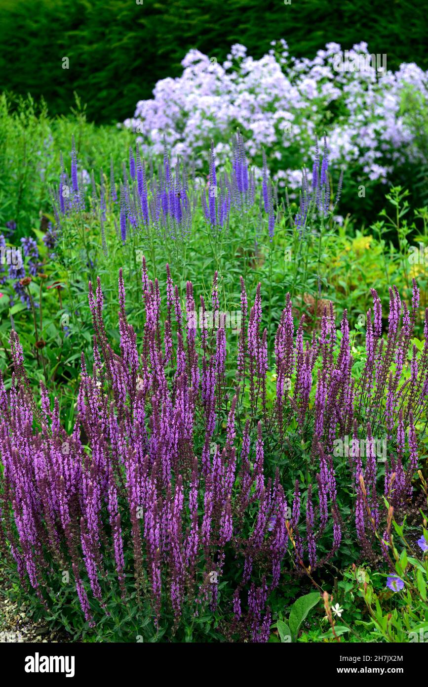 Salvia nemorosa amethyst,balkan clary,lilac-purple flowers,perennials ...