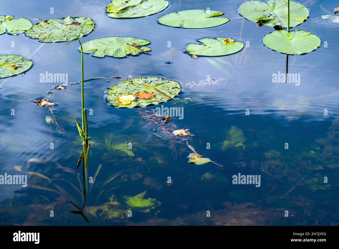Landscape with aquatic plants and water surface Stock Photo - Alamy