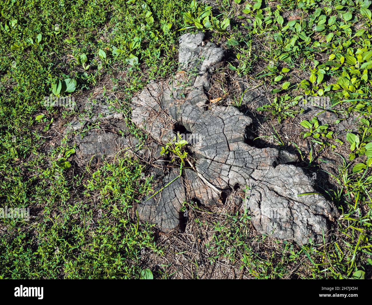 Low stump hi-res stock photography and images - Alamy