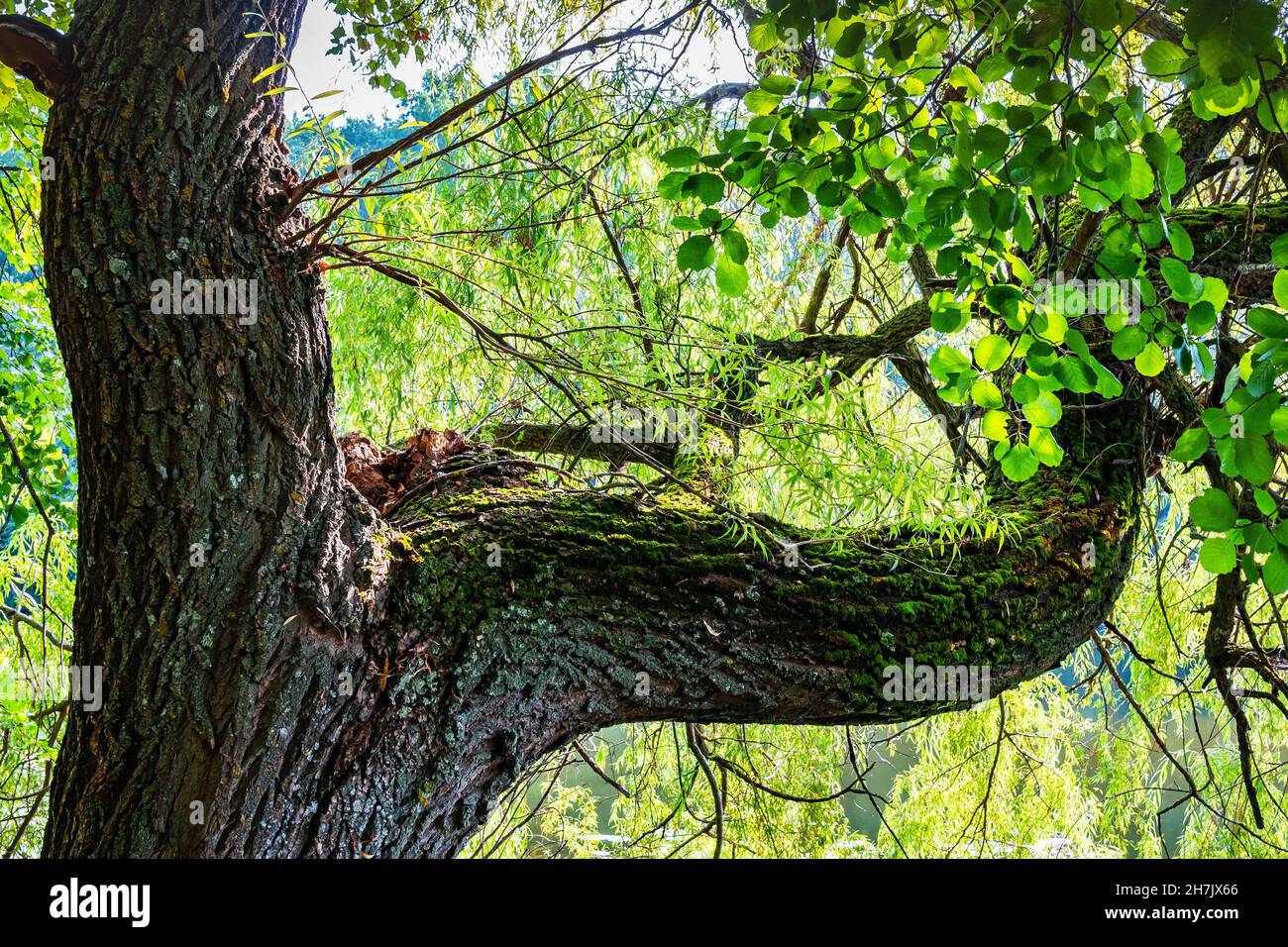 Crook of branch hi-res stock photography and images - Alamy