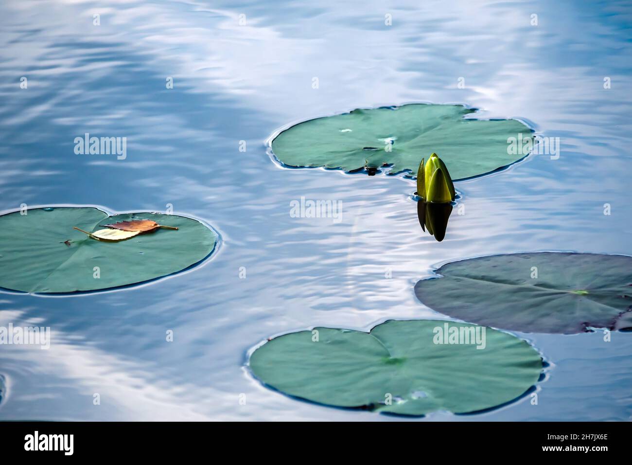 Water lily flower bud and algae on the water surface Stock Photo - Alamy