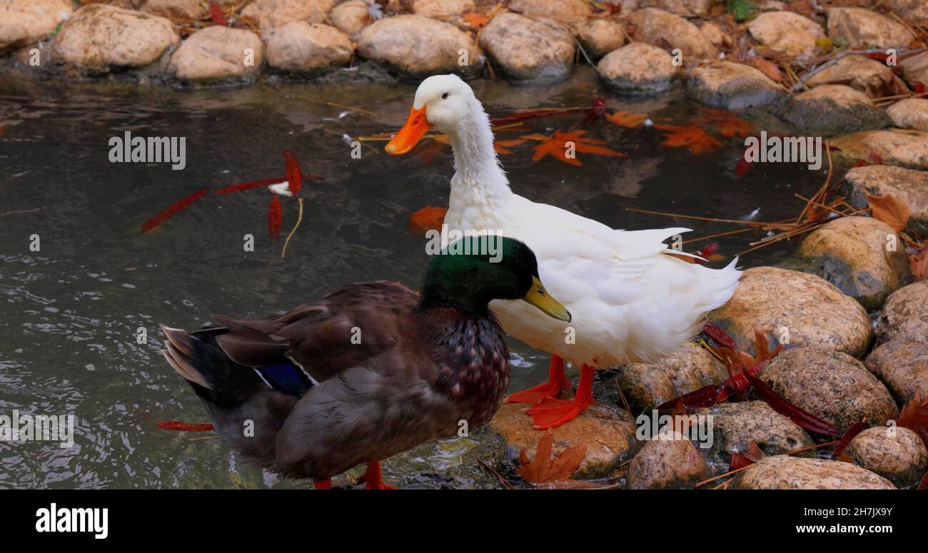 A photo of two ducks Stock Photo - Alamy