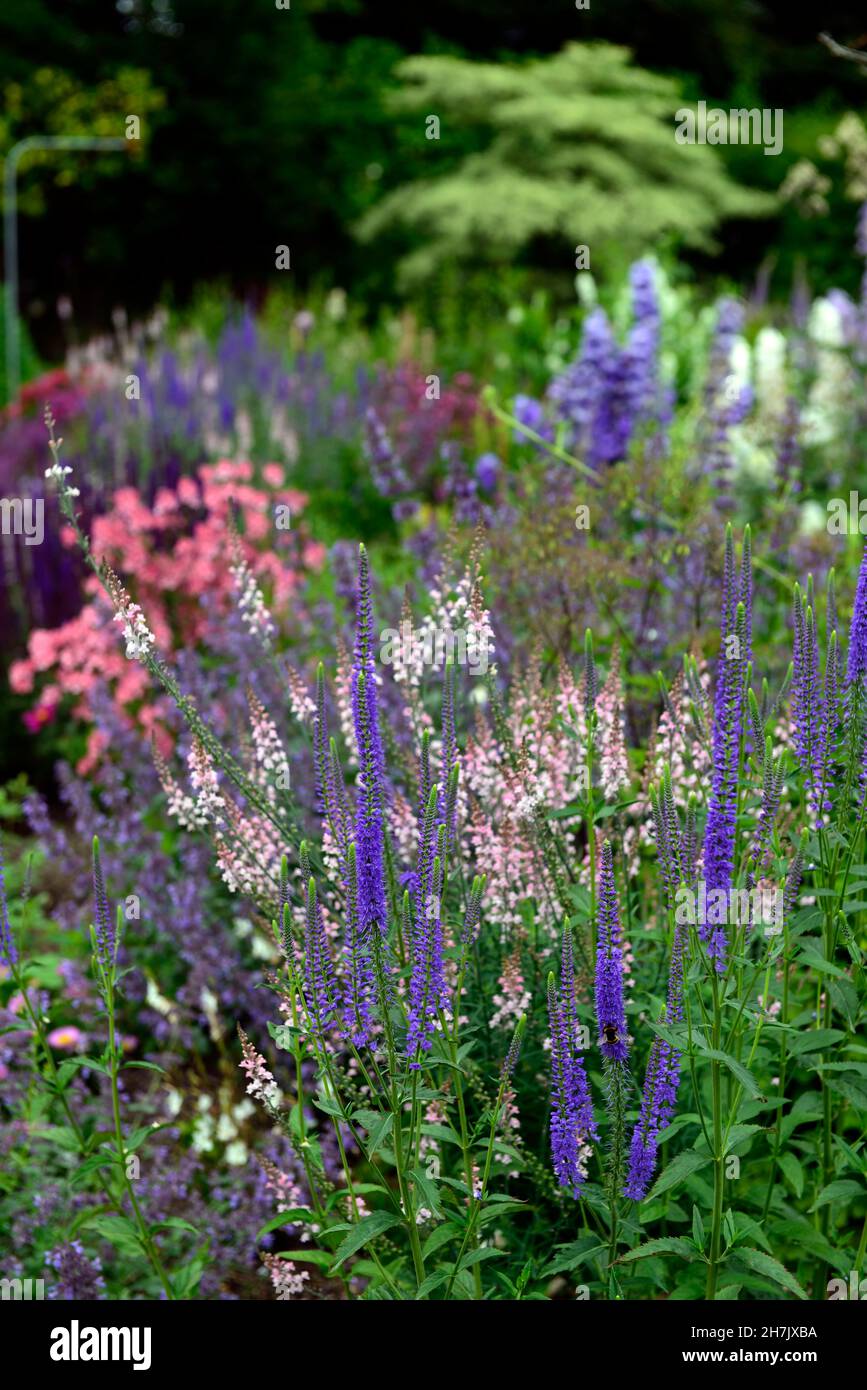 Veronicastrum virginicum apollo,tall racemes, lilac-blue flowers ...