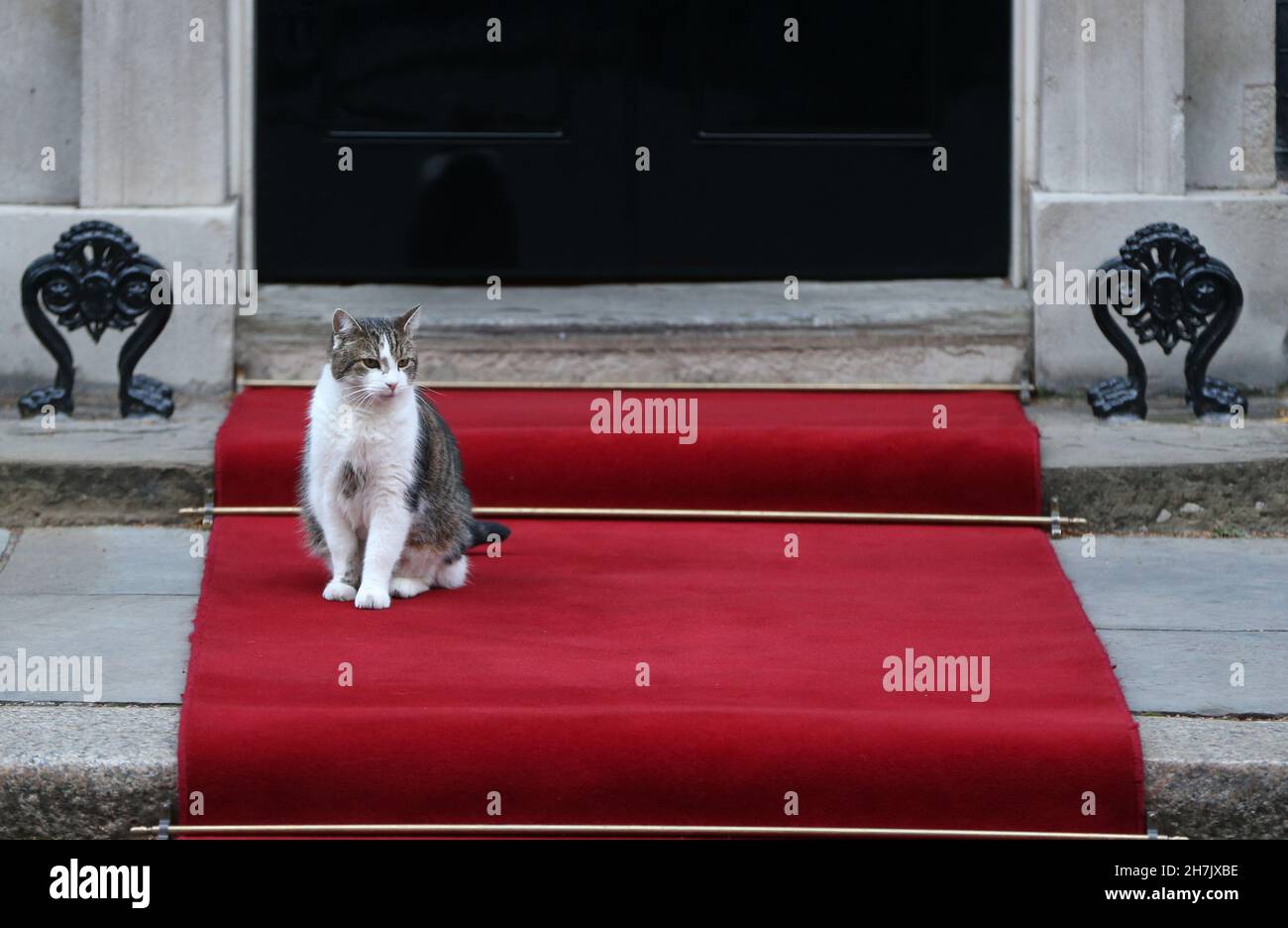 London, England, UK. 23rd Nov, 2021. Larry The Cat of 10 Downing Street ...