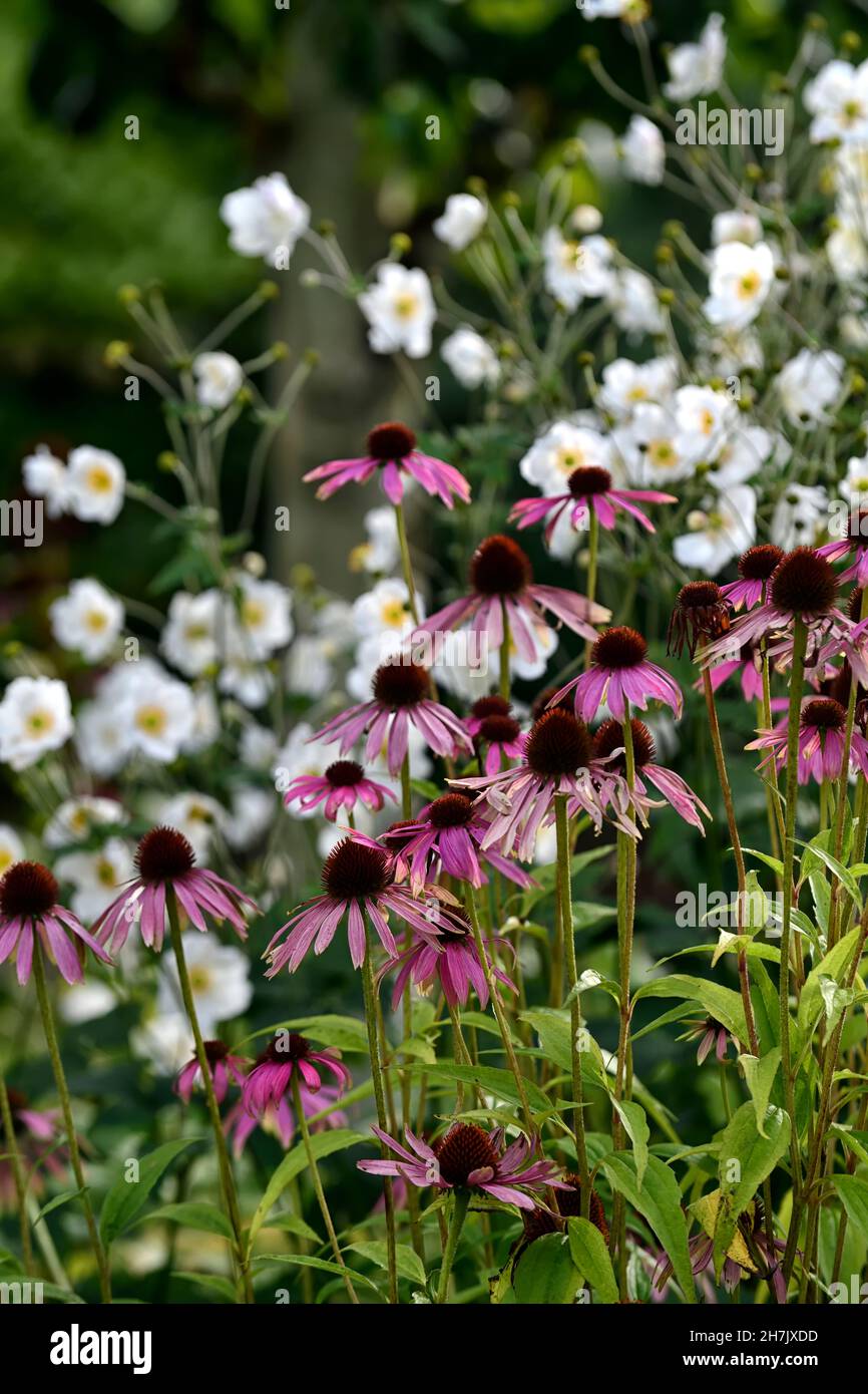 Battered flowers hi-res stock photography and images - Alamy
