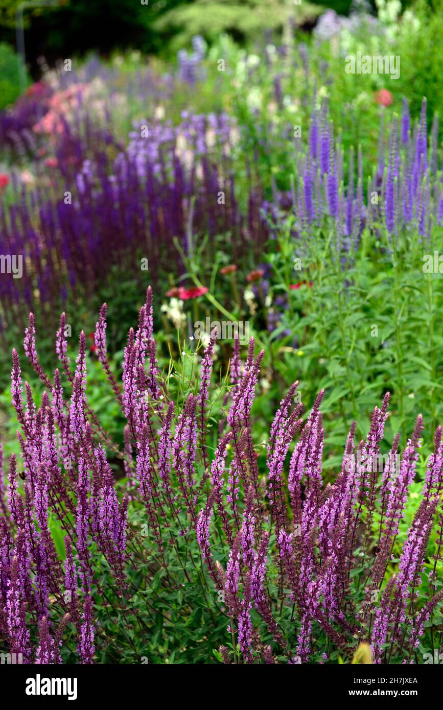 Salvia nemorosa amethyst,balkan clary,lilac-purple flowers,perennials ...