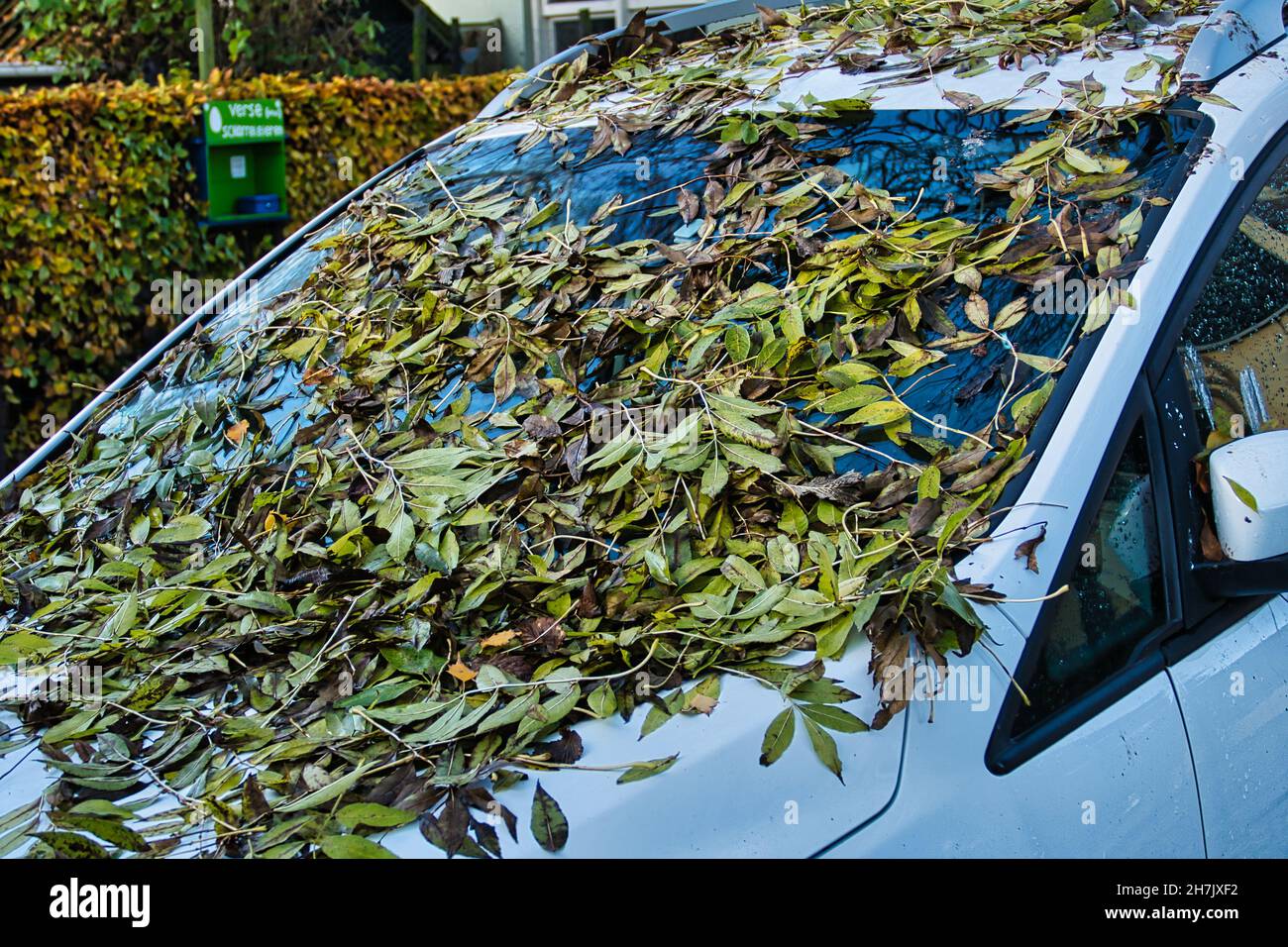 Car covered leaves hi-res stock photography and images - Alamy