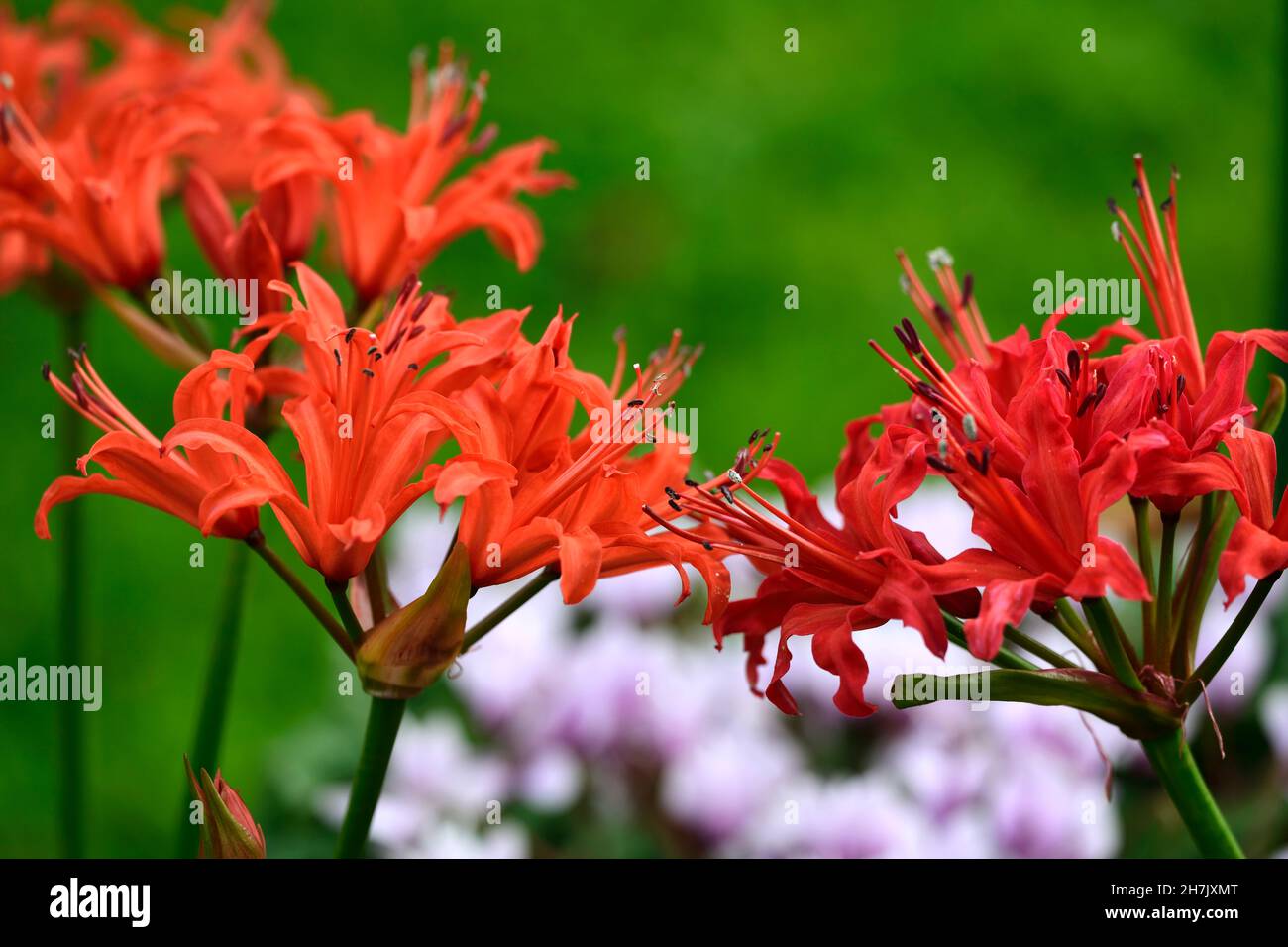 Guernsey lily nerine sarniensis hi-res stock photography and images - Alamy