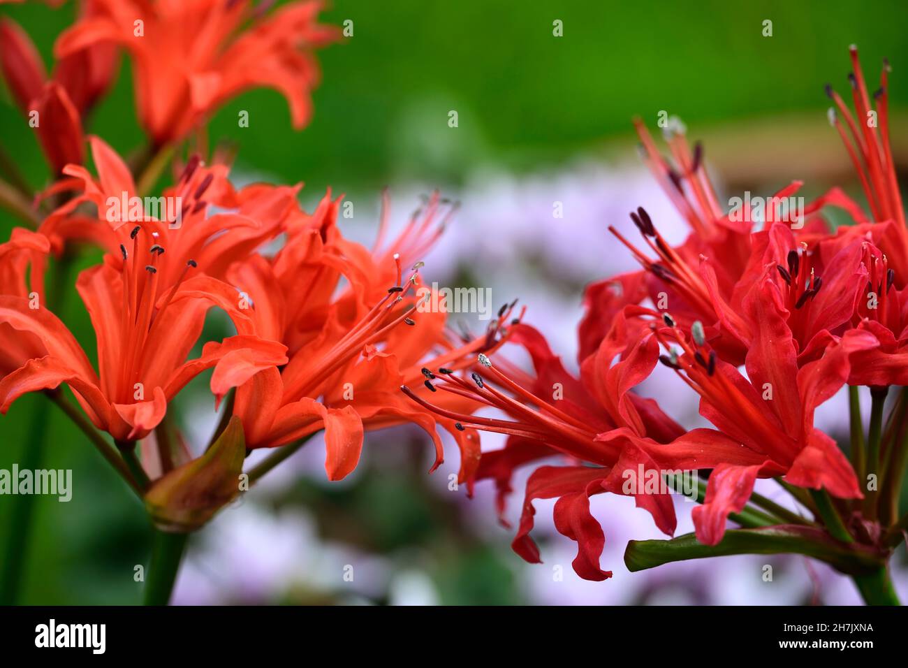 Nerine sarniensis,Nerine sarniensis var corusca Major,comparison ...