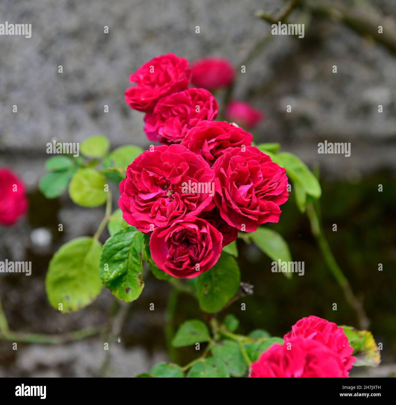 Rambing rose hi-res stock photography and images - Alamy