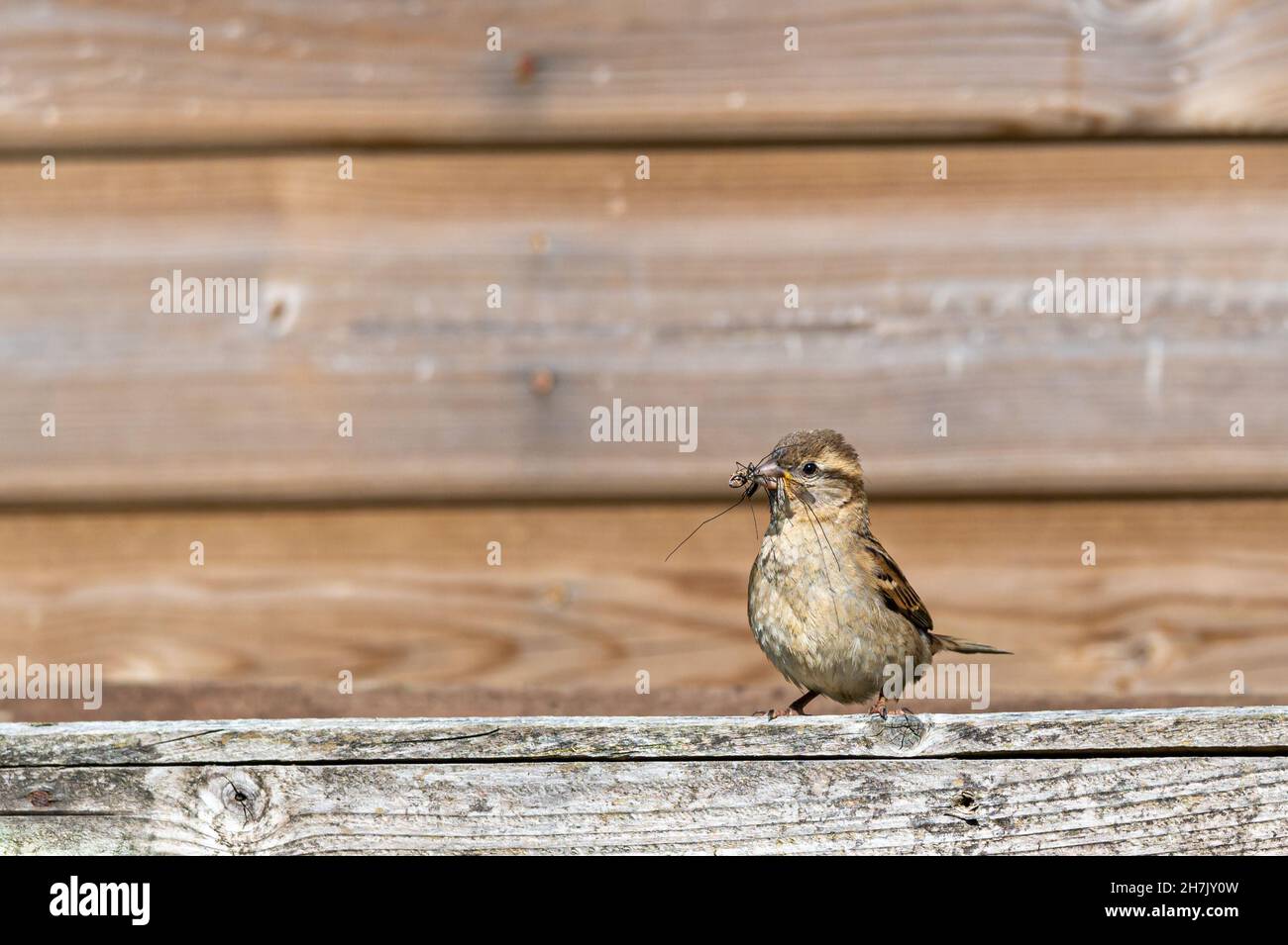 Female house sparrow with crane fly insect caught in beak to feed to ...