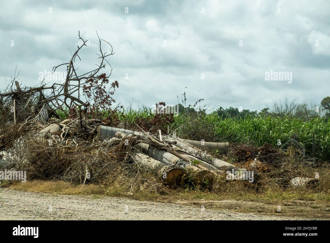 A pile of chopped dead trees on the side of the road Stock Photo - Alamy