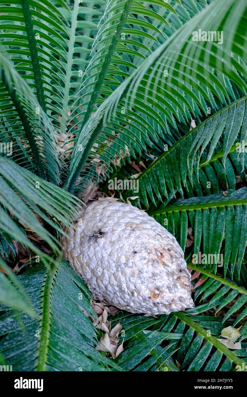 Dioon hi-res stock photography and images - Alamy