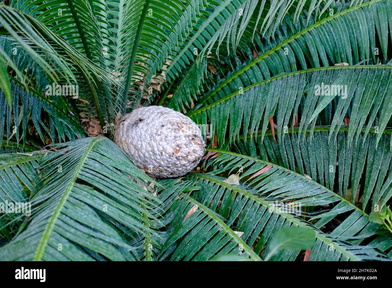 Dioon hi-res stock photography and images - Alamy