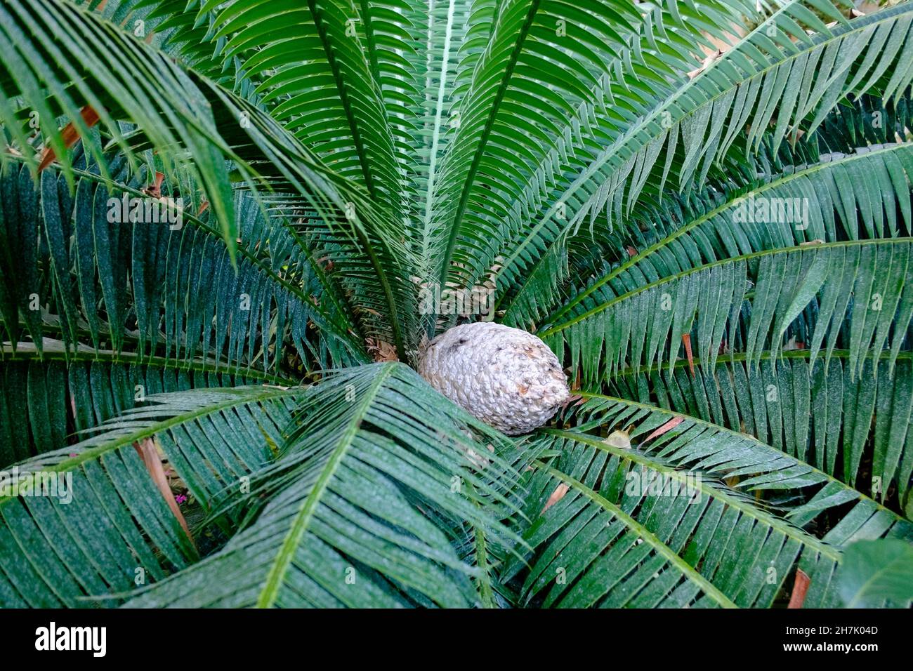 Dioon hi-res stock photography and images - Alamy
