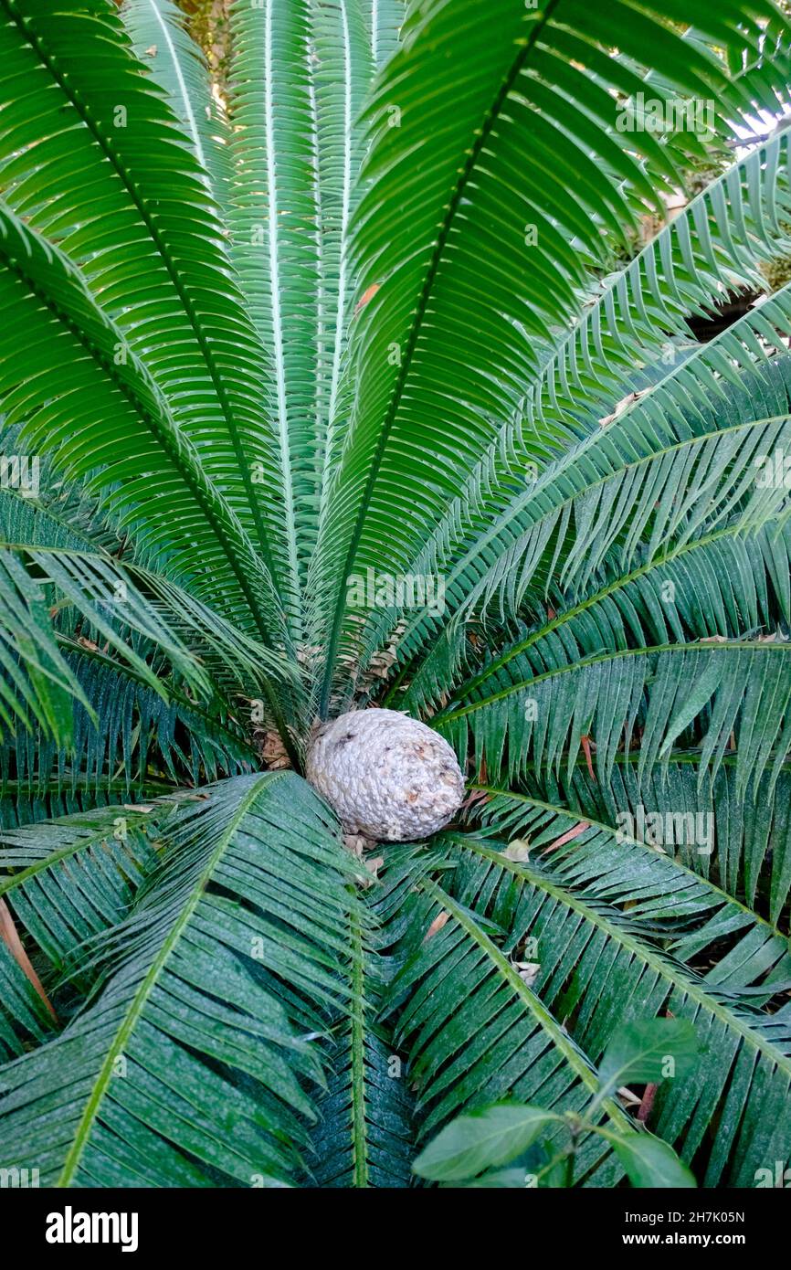 Dioon hi-res stock photography and images - Alamy