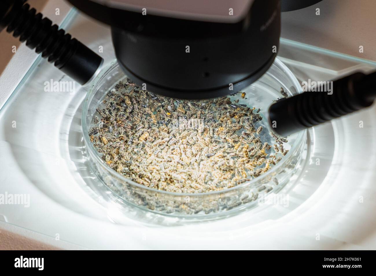 A colony of termites on a petri dish for examination under a microscope ...