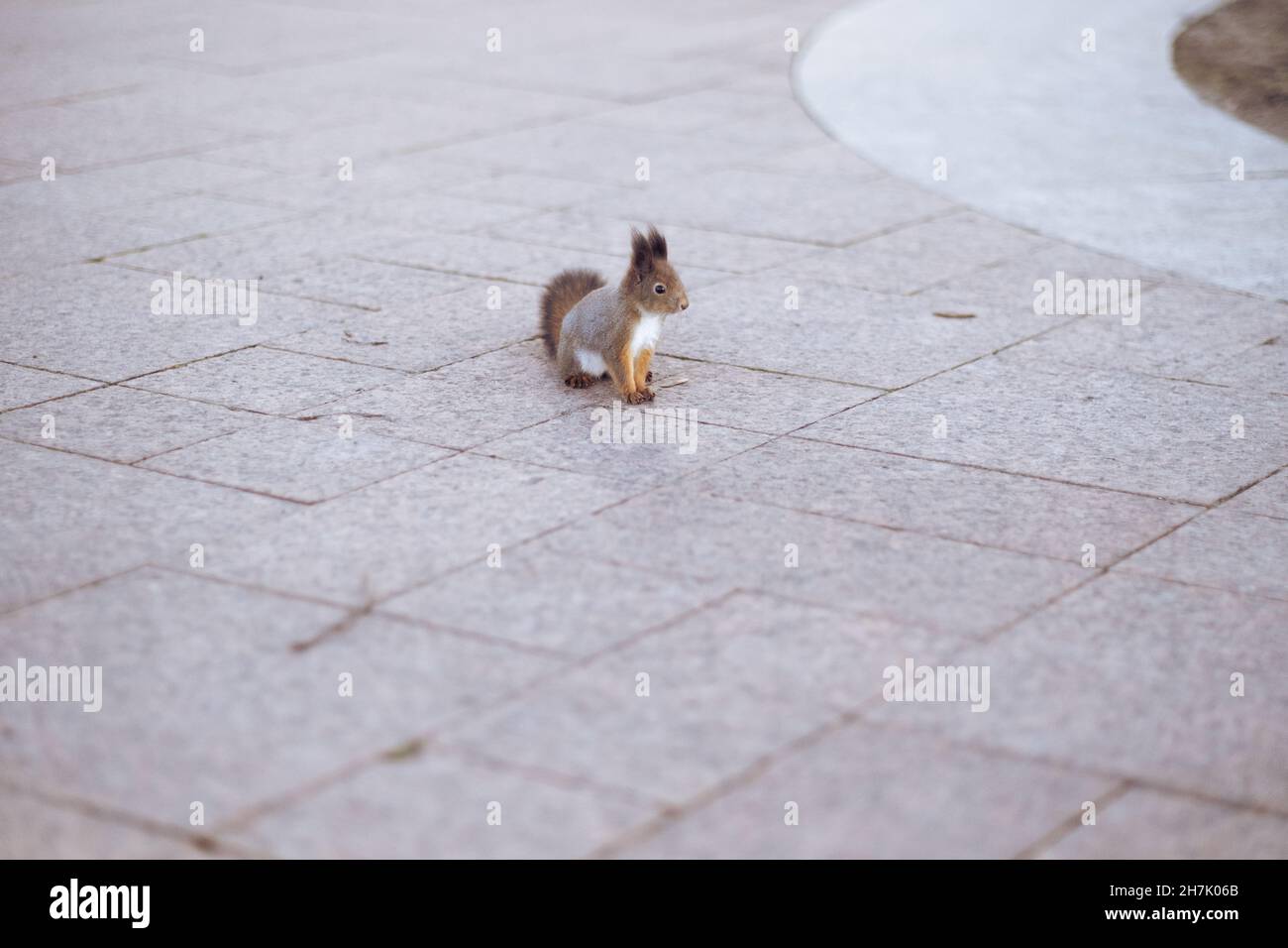 Cute squirrel in the forest and on the street. High quality photo Stock ...