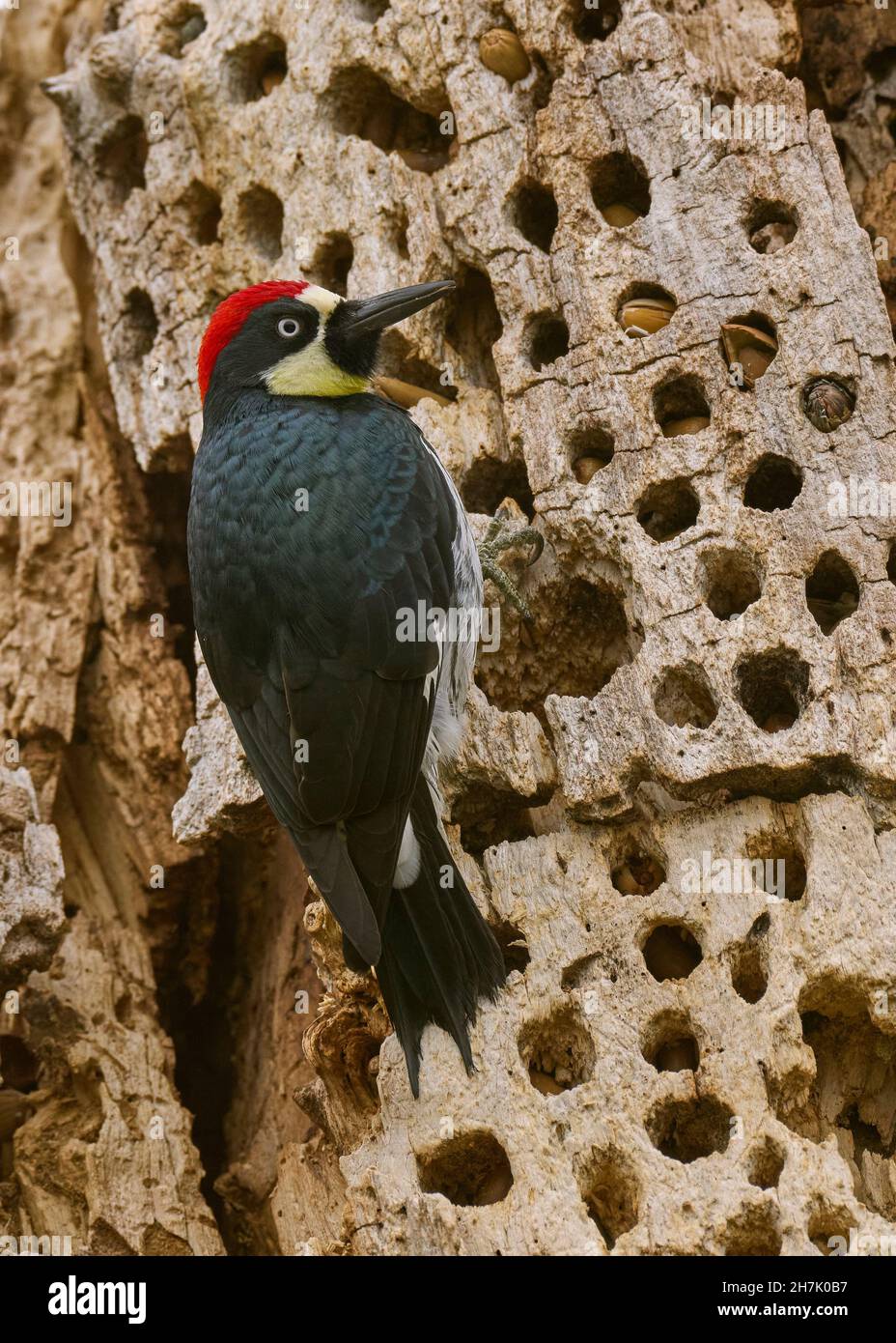 Acorn storing birds hi-res stock photography and images - Alamy