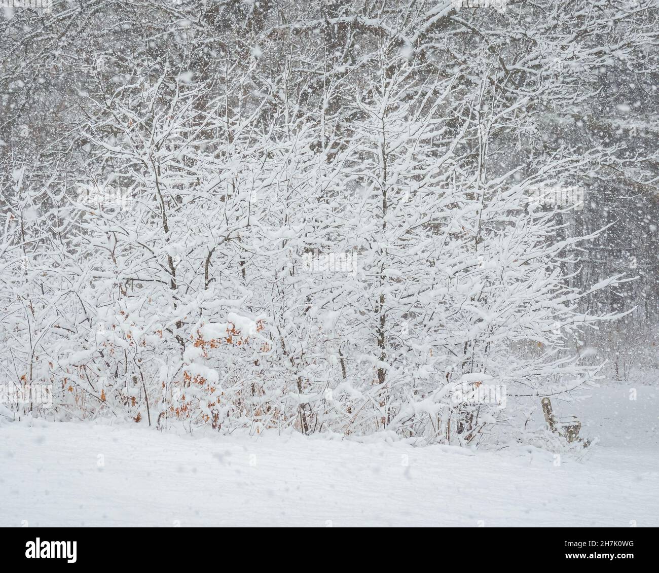 Small trees and a park bench caked with falling snow during a spring ...
