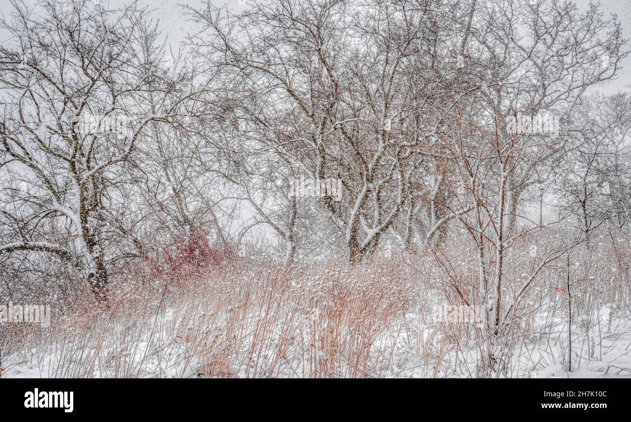 Minnesota winter trees landscape hi-res stock photography and images ...