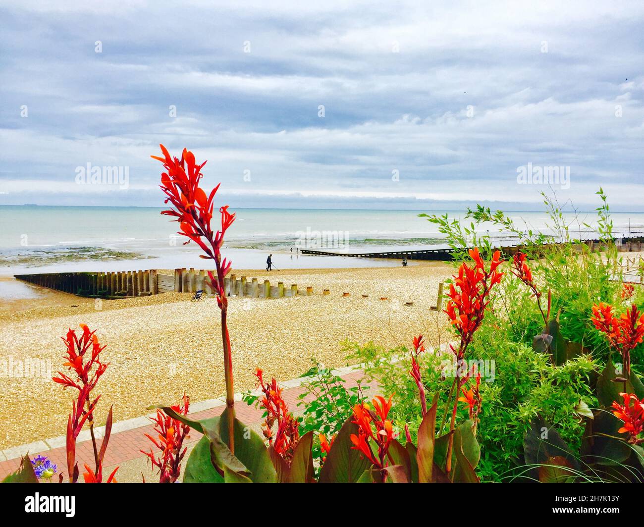 Beautiful shot of Cannaceae on the beach Stock Photo - Alamy
