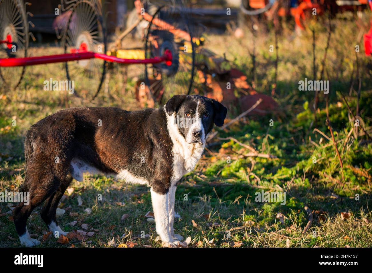 Retired shepherd dog Karakachanka in a mountain village Stock Photo - Alamy
