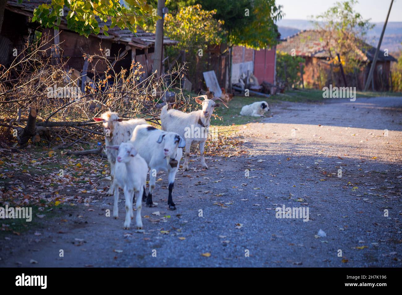 Group of goats hi-res stock photography and images - Alamy