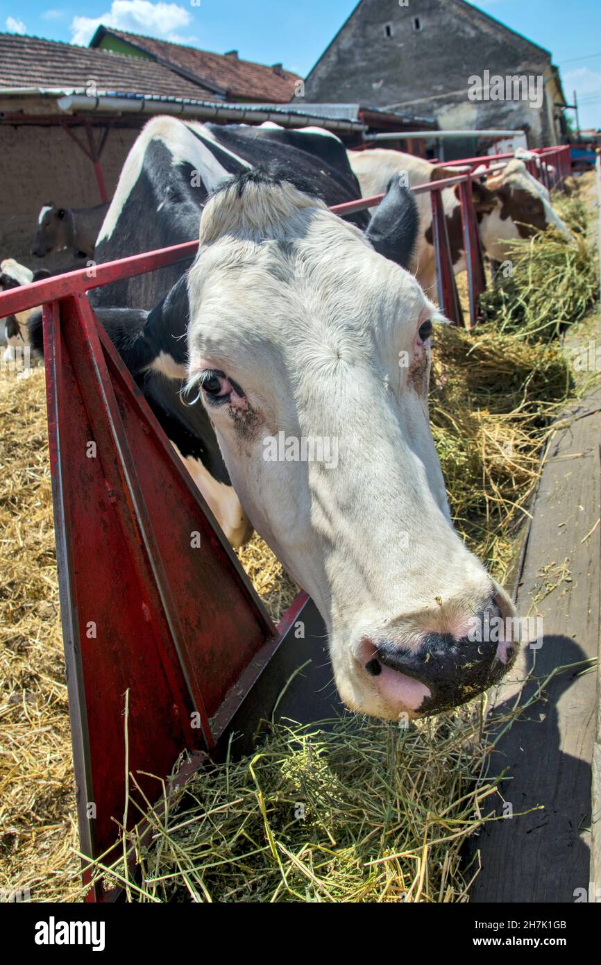 Vertical closeup of the cow in a corral feeding Stock Photo - Alamy